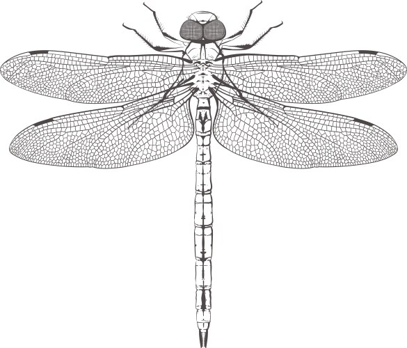 Dragonfly Vector Images (over 19,000)