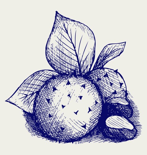 Chestnut flower on white Royalty Free Vector Image