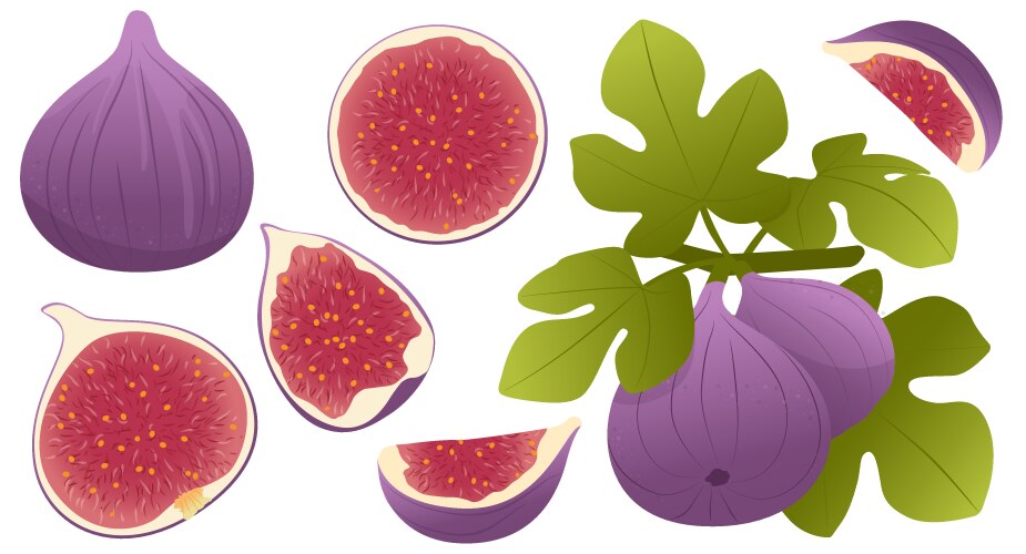 Fig Tree Vector Images (over 1,200)