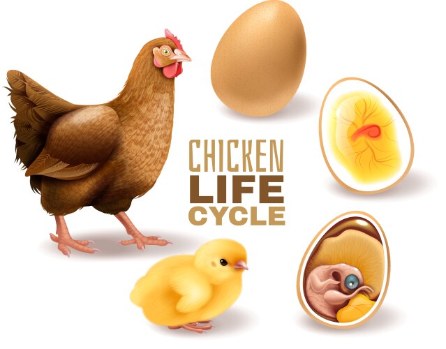 Life Cycle Vector Images (over 15,000)