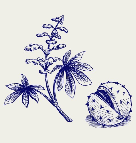 Chestnut flower on white Royalty Free Vector Image