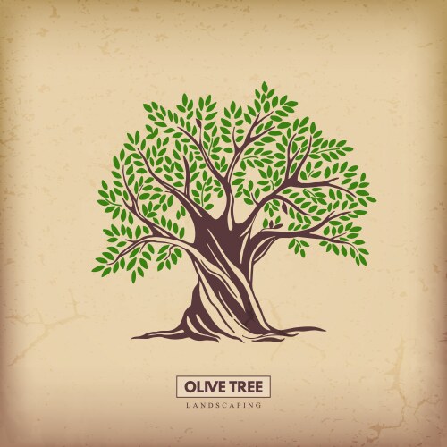 Olive Tree Vector Images (over 230,000)