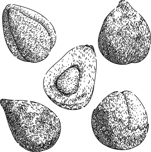 Fuits Vector Images (over 130)