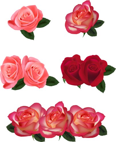 Roses Royalty Free Vector Image - VectorStock