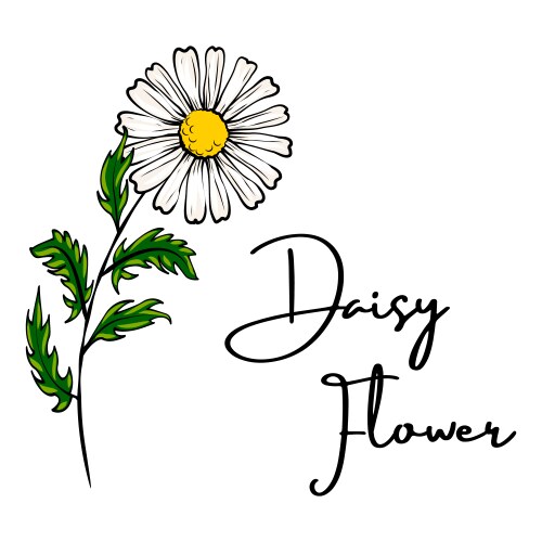Daisy flower drawing hand drawn floral Royalty Free Vector