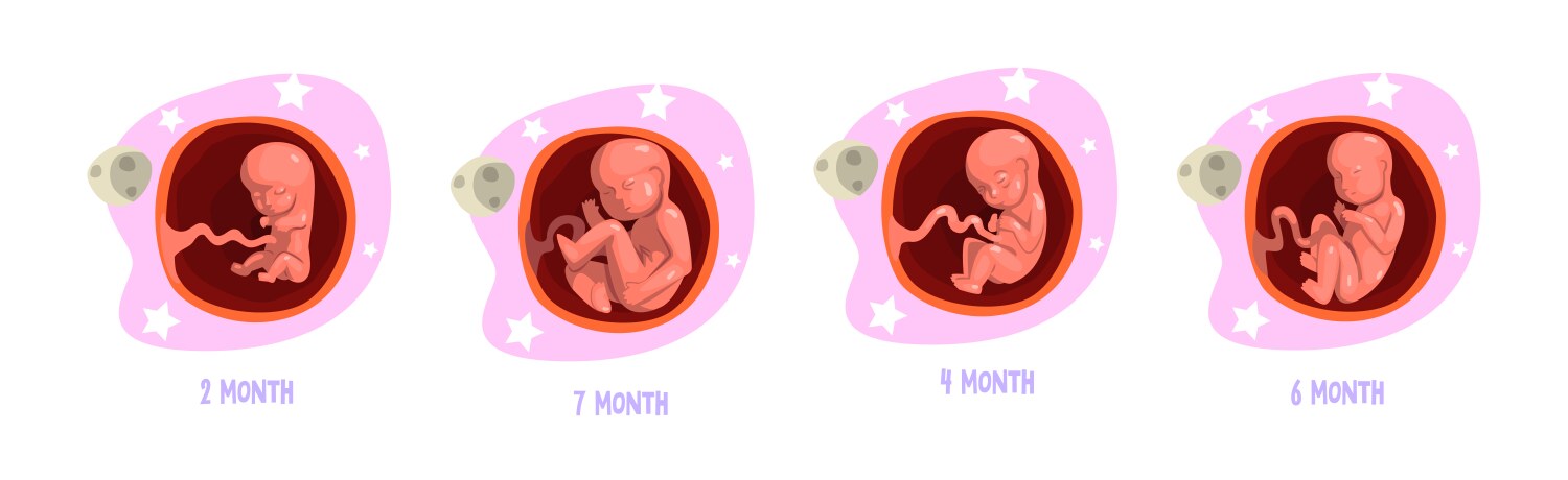 Human embryo development stages medical Royalty Free Vector