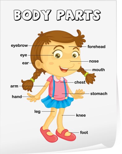Boy body parts diagram poster Royalty Free Vector Image