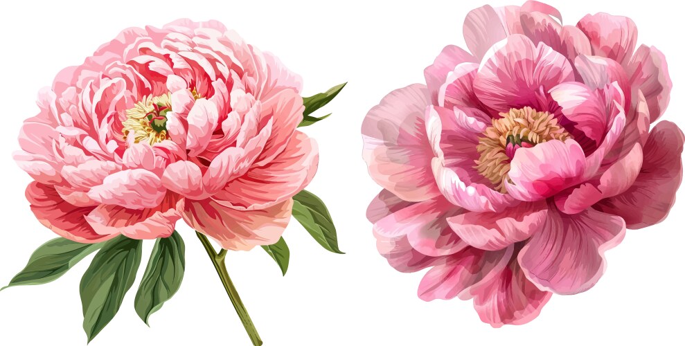 Peony Vector Images (over 33,000)
