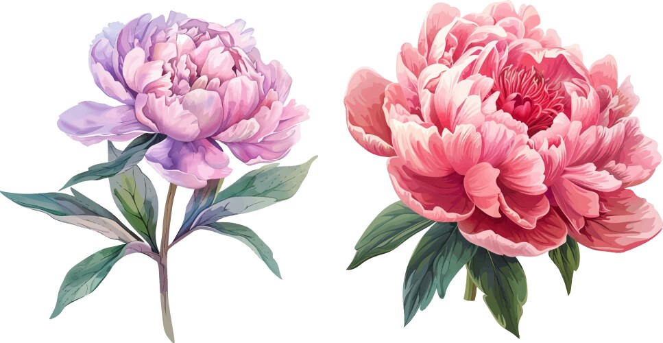 Peony Vector Images (over 28,000)
