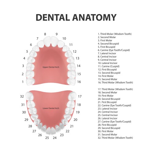 Tooth anatomy chart orthodontist human teeth loss Vector Image