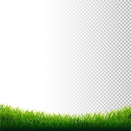 Green grass isolated transparent background Vector Image