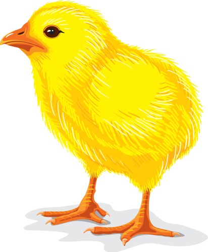 Chicken Vector Images (over 220,000)