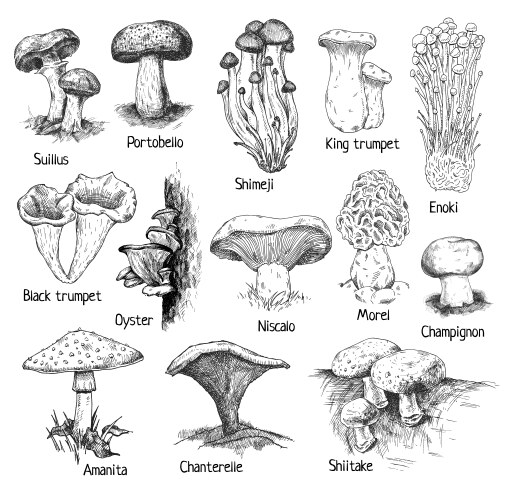 Mushroom hand drawn sketch Royalty Free Vector Image