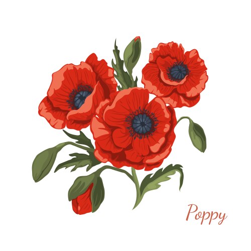 Poppy Vector Images (over 26,000)