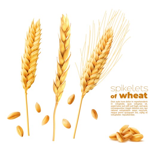 Oat Vector Images (over 18,000)
