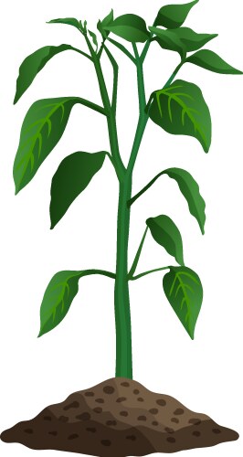 Pepper Tree Vector Images (over 1,300)