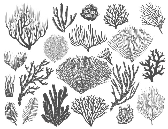 Hand drawn collection of corals reef plants Vector Image