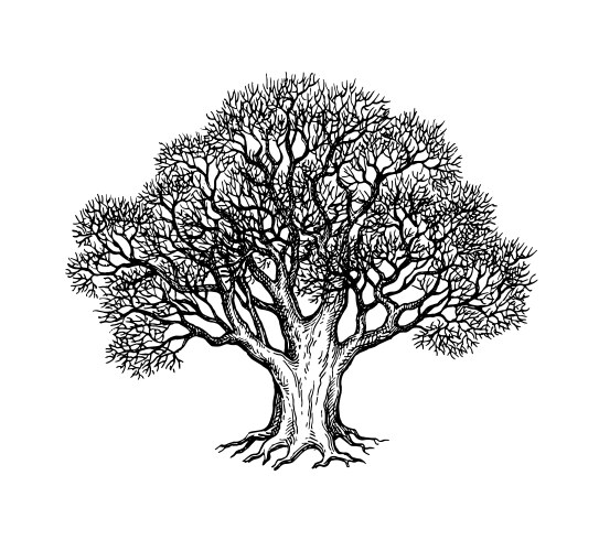 Old oak tree root system drawn Royalty Free Vector Image