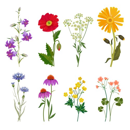 Wild flowers Royalty Free Vector Image - VectorStock