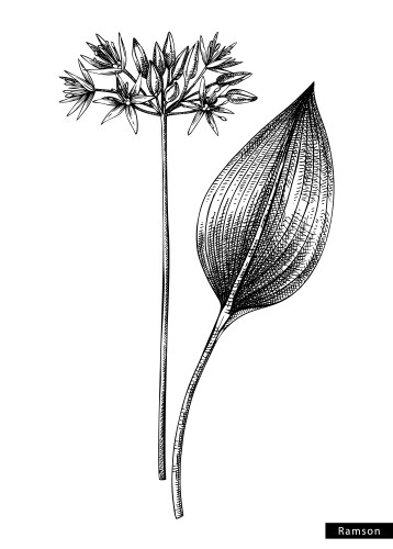 Oxlip flower sketch in color primula floral Vector Image
