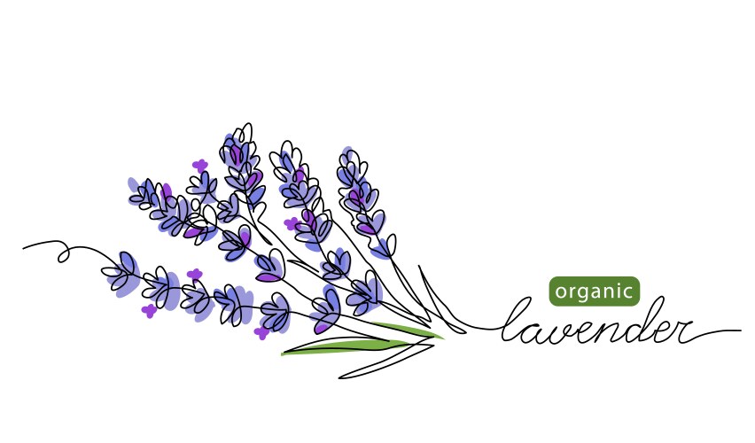 Lavender plant pattern Royalty Free Vector Image