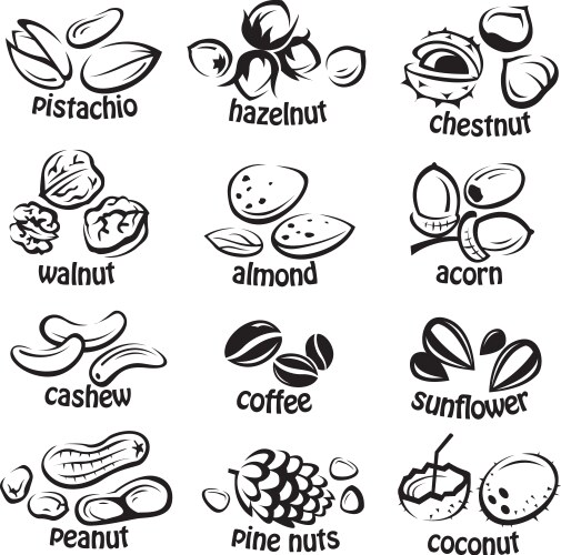 Nuts big set Royalty Free Vector Image - VectorStock