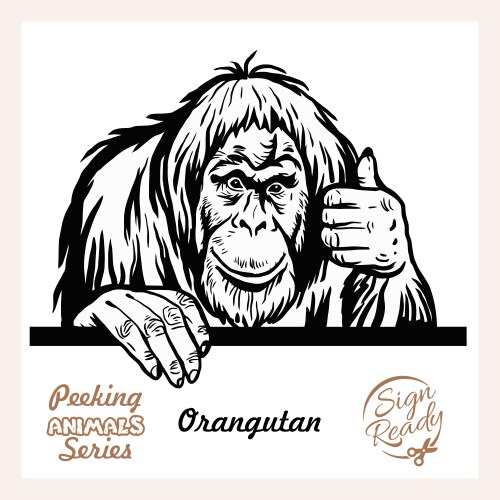 Orangutan Vector Images (over 3,900)