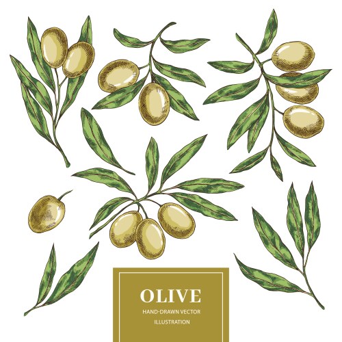 Olive Vector Images (over 2.9 million)