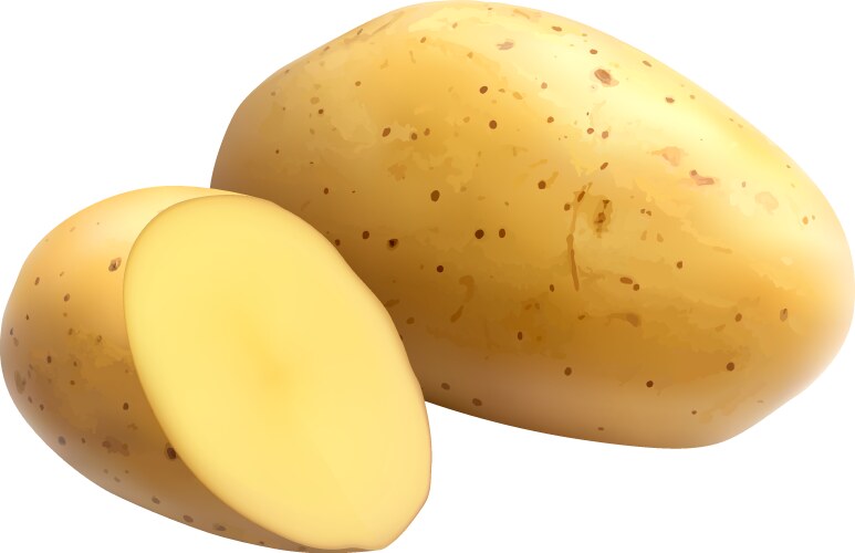 Realistic potato with leaves Royalty Free Vector Image
