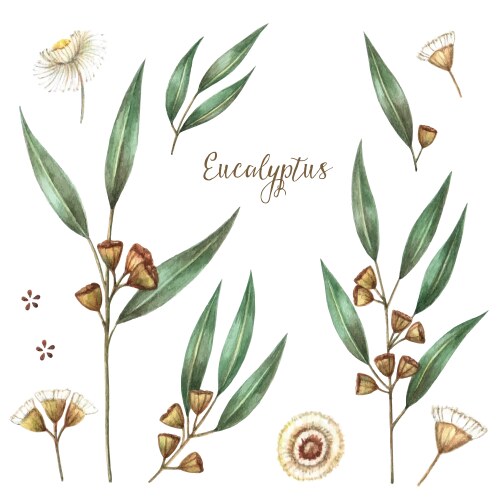 Eucalyptus Vector Images (over 20,000)
