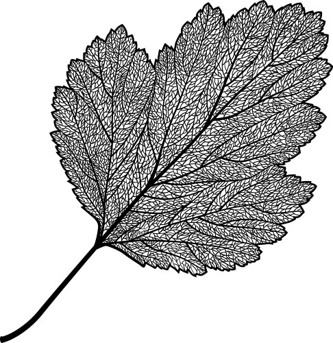 Leaf skeleton Royalty Free Vector Image - VectorStock