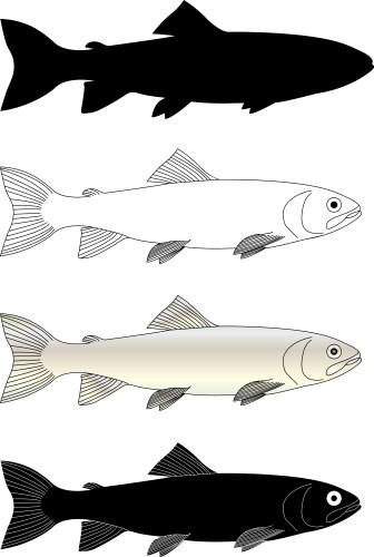 Trout Vector Images (over 13,000)