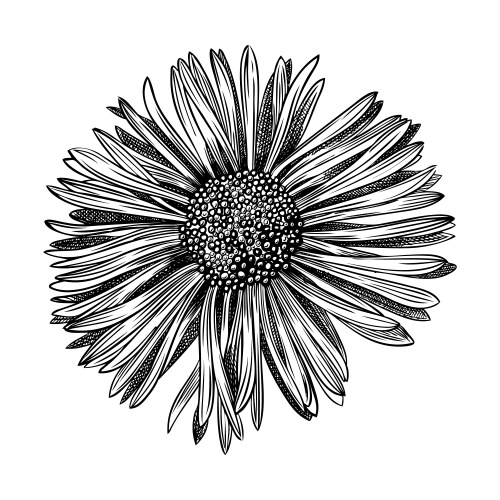 Aster Vector Images (over 5,600)