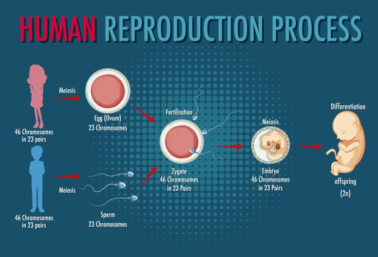 Diagram showing human reproduction process Vector Image