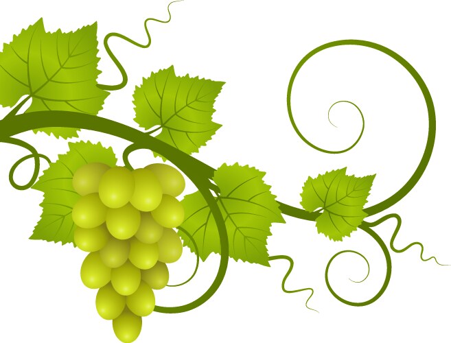Realistic grape set Royalty Free Vector Image - VectorStock