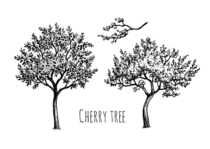 Cherry Tree Drawing Vector Images (over 5,000)