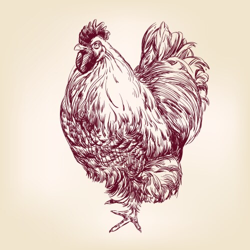 Chicken Vector Images (over 220,000)