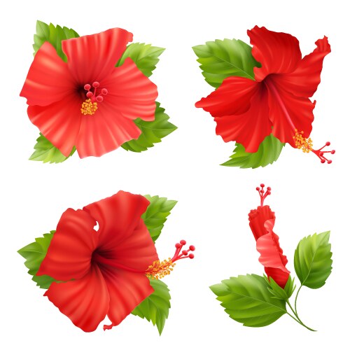 Set of hibiscus Royalty Free Vector Image - VectorStock