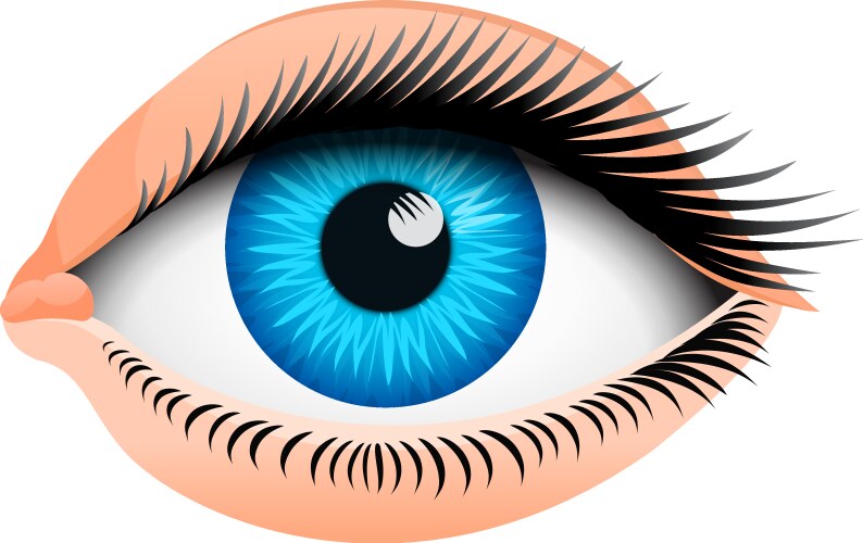Cartoon Human Eye Icon Royalty Free Vector Image