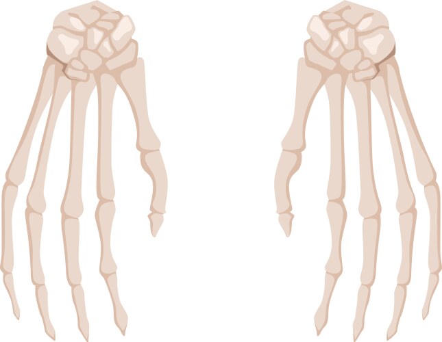 Skeleton Hand Fist Vector Images (over 100)