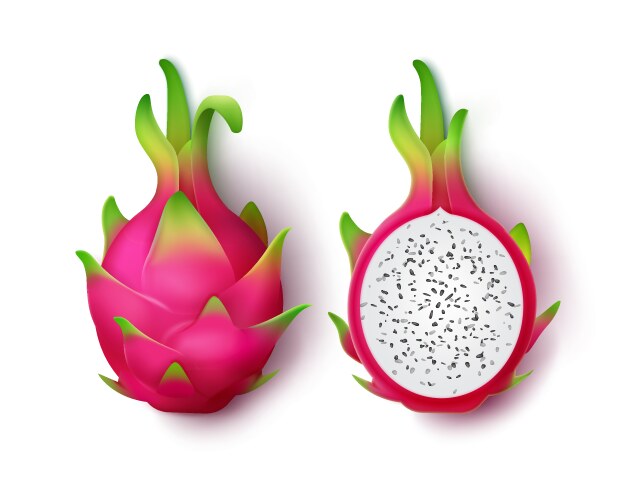 Dragon fruit Royalty Free Vector Image - VectorStock