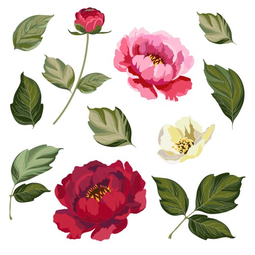 Peony Vector Images (over 32,000)