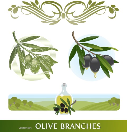 Olive Tree Vector Images (over 250,000)