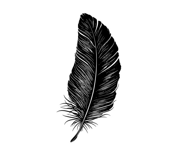 Single Black Feather Line Art Royalty Free Vector Image