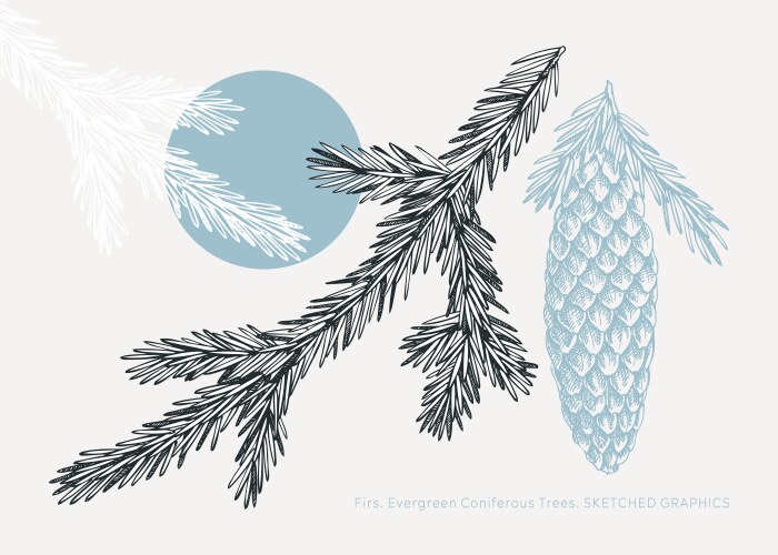 Collage-style pine sketch conifer tree drawing Vector Image