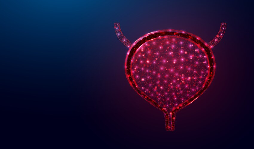 Human bladder design element for medical concept Vector Image