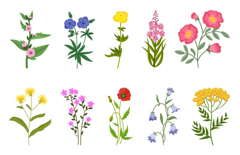Wild flowers plants botanical collection Vector Image