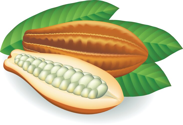 Cocoa Vector Images (over 50,000)