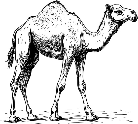 Camel Vector Images (over 21,000)