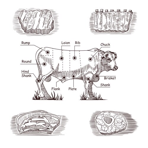 Raw meat set drawing hand drawn beef steak Vector Image